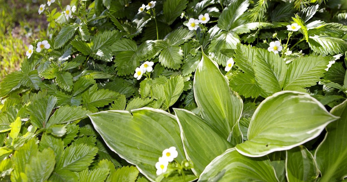 Ahomansikka