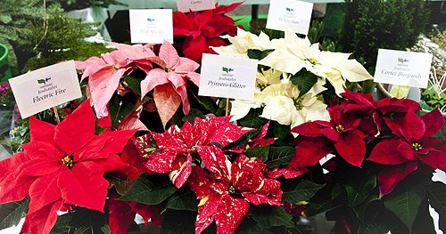 Joulukukkia ostetaan yli sadalla miljoonalla eurolla