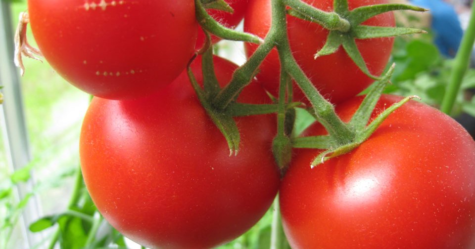 Vinkit tomaattien kasvatukseen kotipuutarhassa