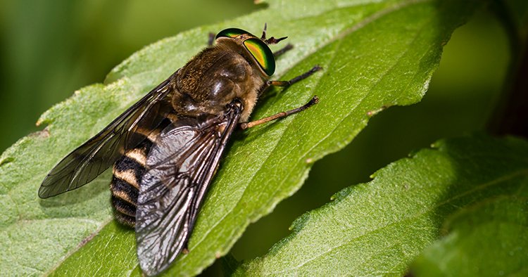 Tee helppo paarma-ansa: Katso helpot ohjeet