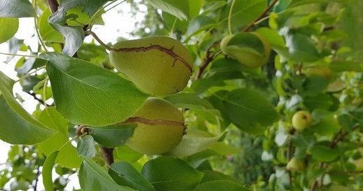 Asiantuntija vastaa: Miten pelastan päärynäsadon?