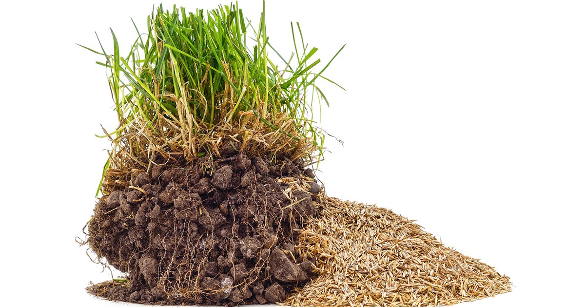 Asiantuntija vastaa: Nurmikon kylvö epäonnistui