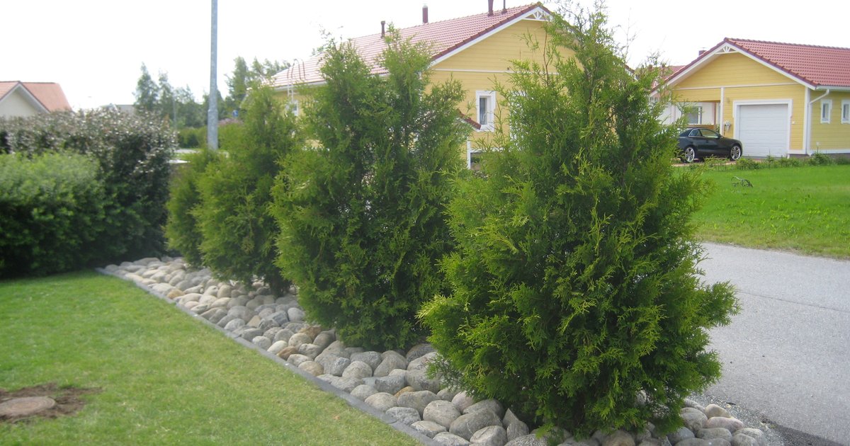 Tuija - tutustu eri lajikkeisiin