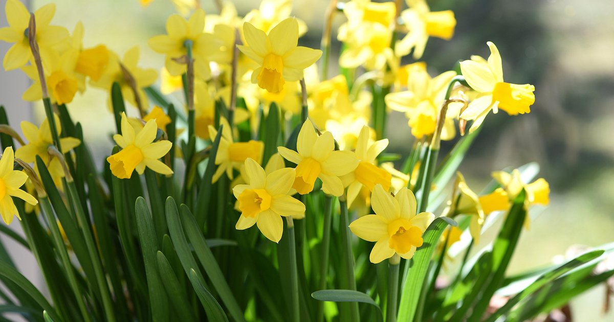 Helppohoitoinen narsissi sipuleineen on myrkyllinen