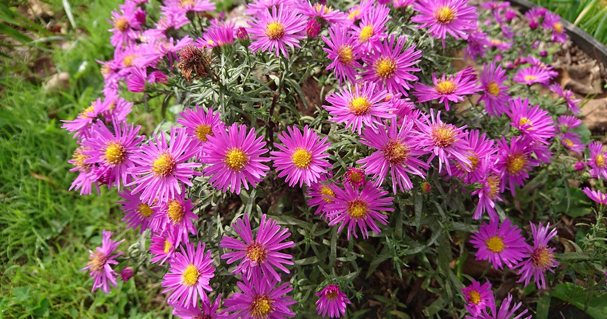 Syysasteri loistaa, kun moni muu kukka jo väistyy