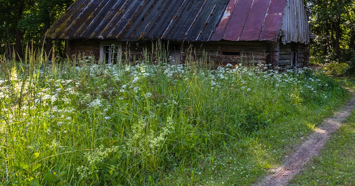 Asiantuntija vastaa: Rikkakasvit pois