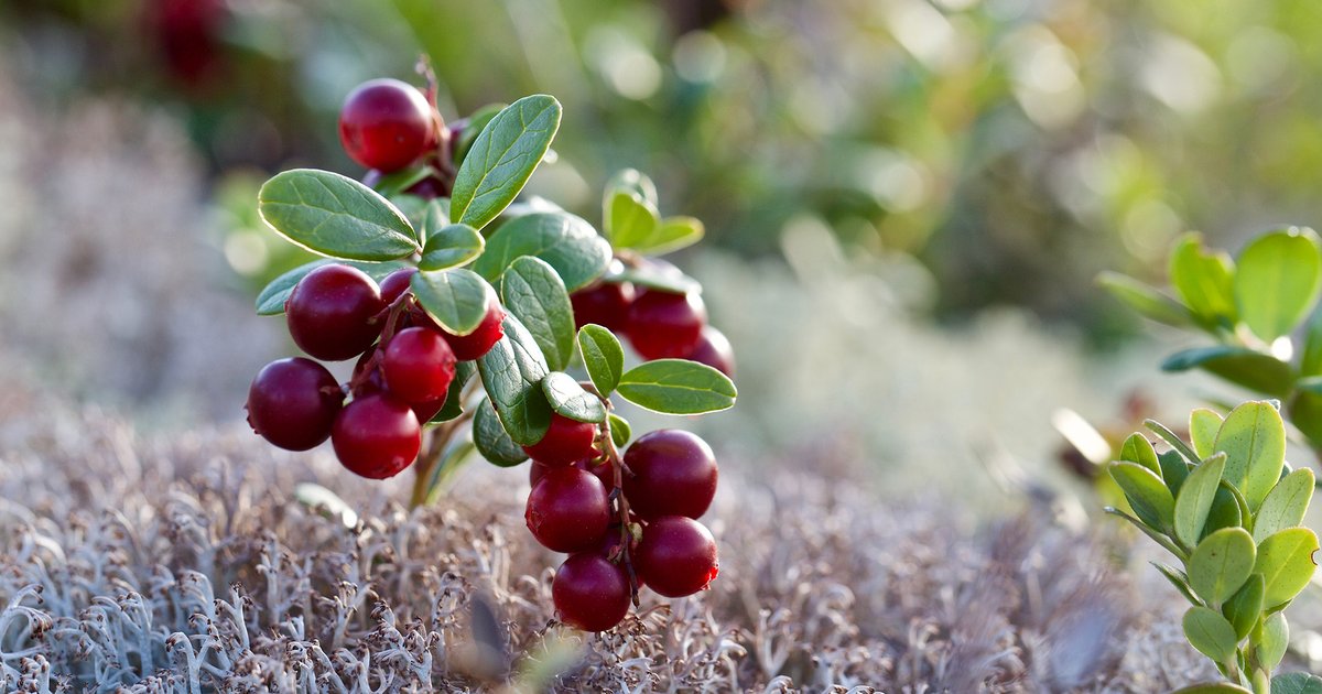 Puolukan voima: marja, joka maistuu ja hoitaa