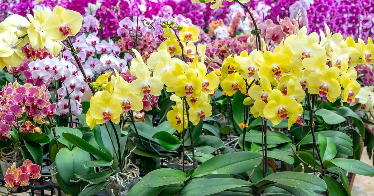 Orkidea – usein kysytyt kysymykset