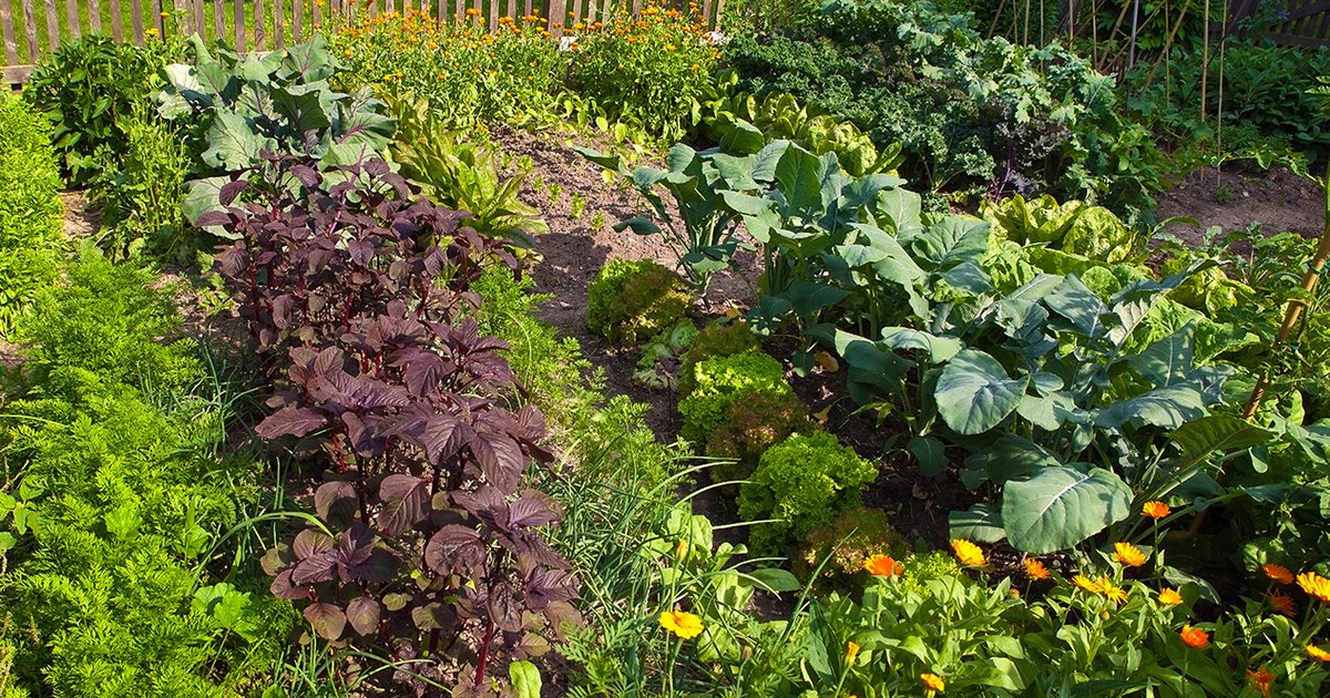 Perustetaan uusi kasvimaa – kasvimaan sijoittaminen vaikuttaa satoon