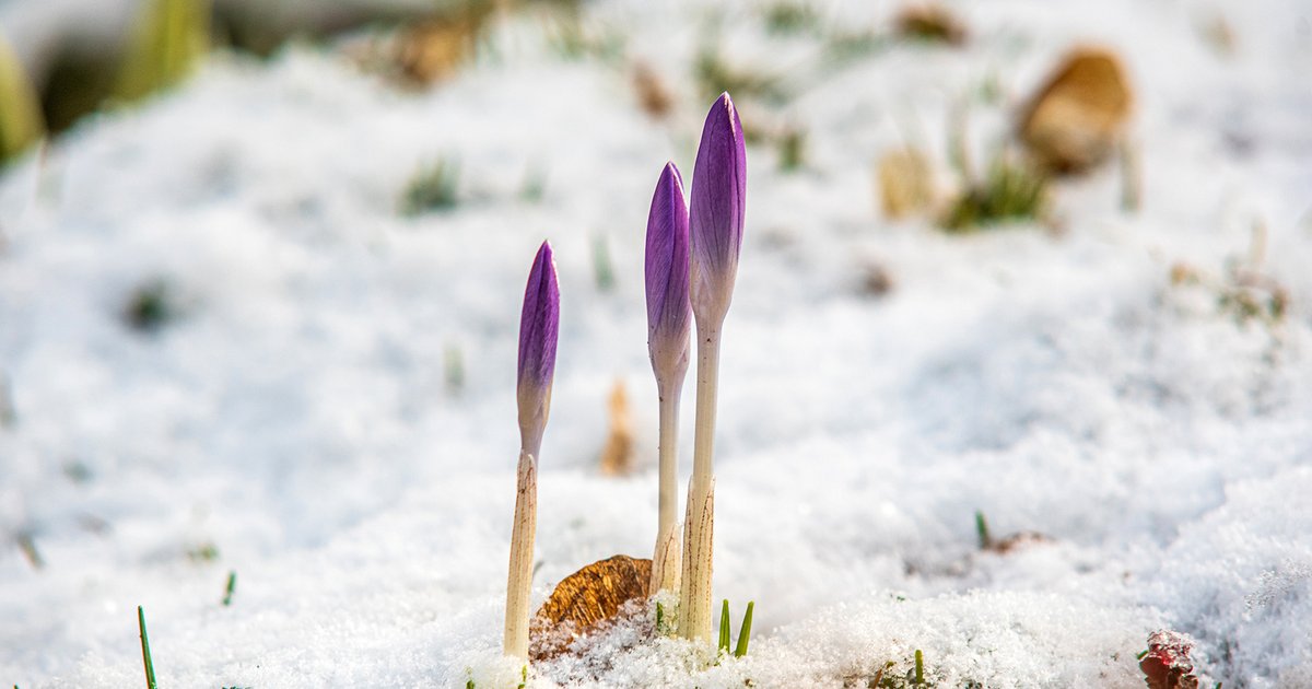 Maaliskuu herättää huonekasvit ja kotipuutarhurit