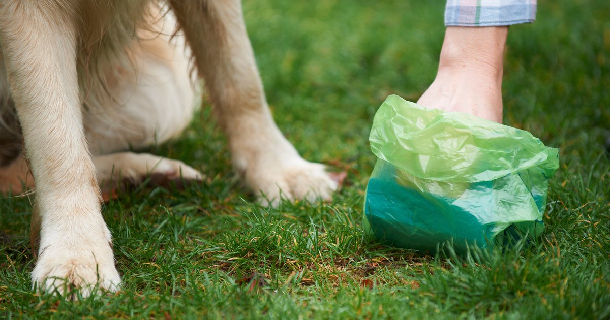 Asiantuntija vastaa: Lannoitteena koiran uloste