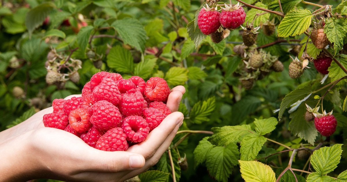 Vadelma Suomessa: Luonnonvaraisesta viljelyyn – näin onnistut