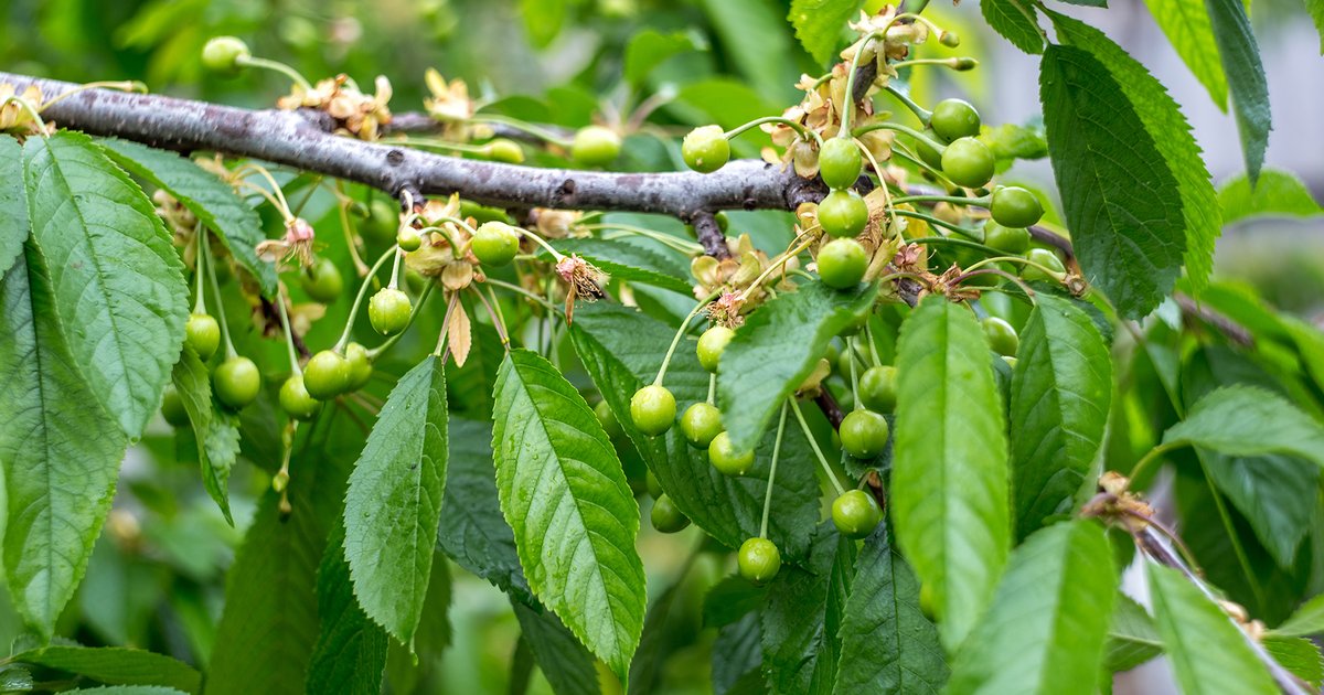 Asiantuntija vastaa: Kirsikkapuu ei tee satoa