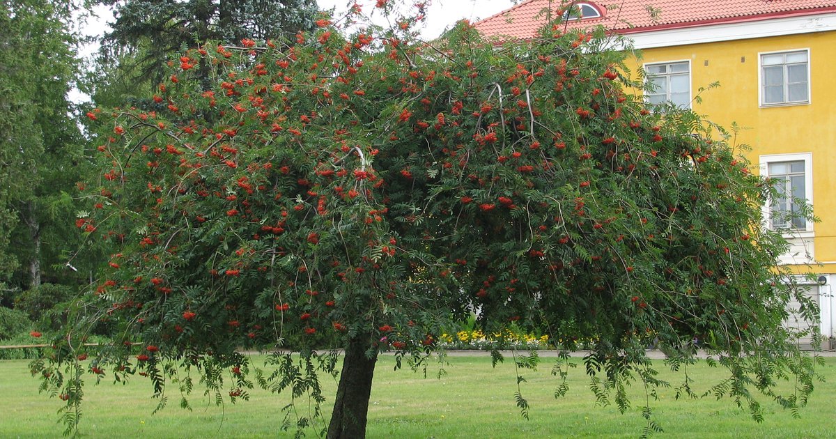Kotipihlaja (Sorbus aucuparia)
