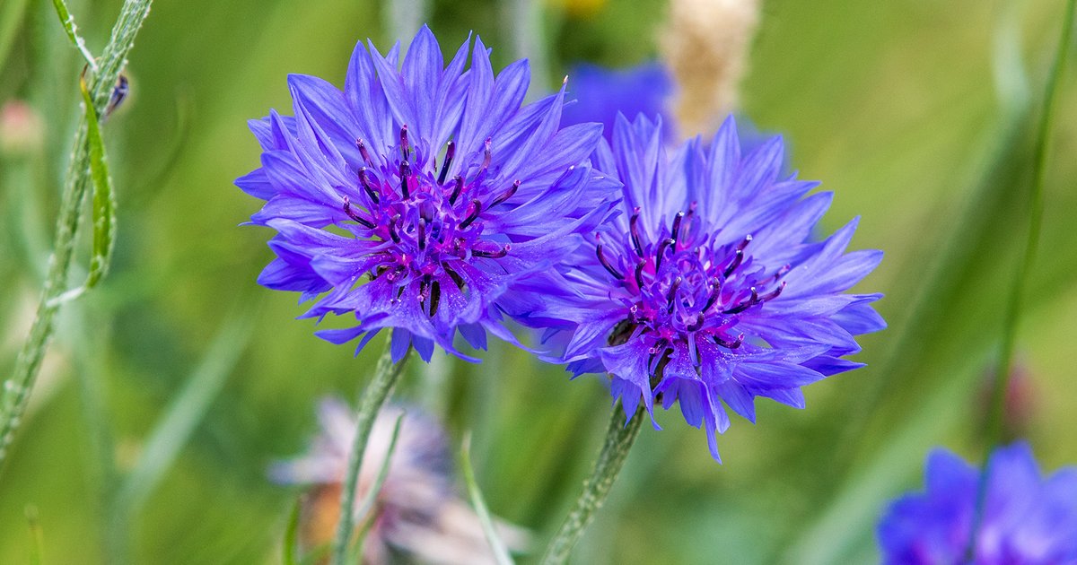Ruiskaunokki – kesän klassikkokukka suoraan siemenestä