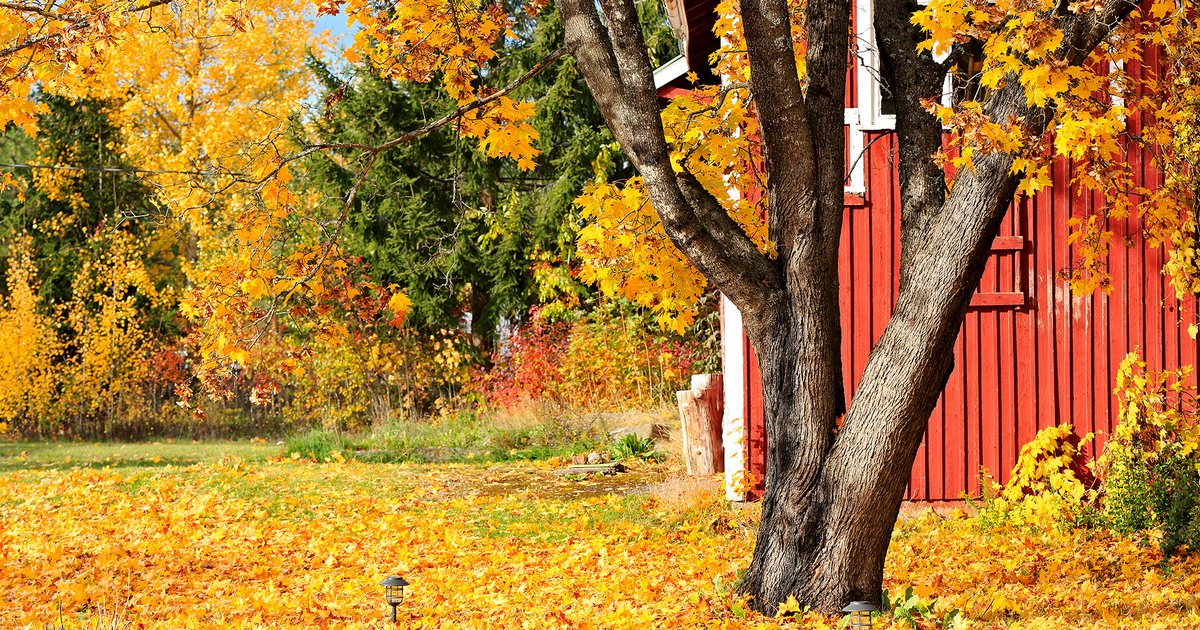 Syyskuu antaa vielä aurinkoa puutarhaan