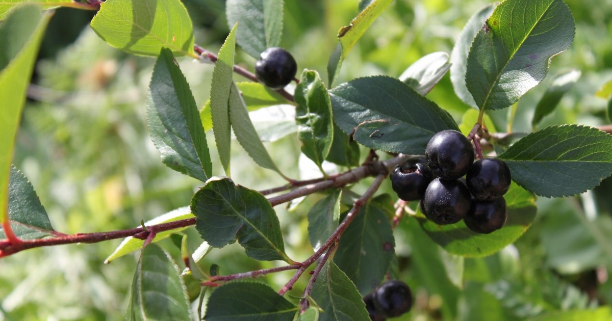 Mustamarja-aronia