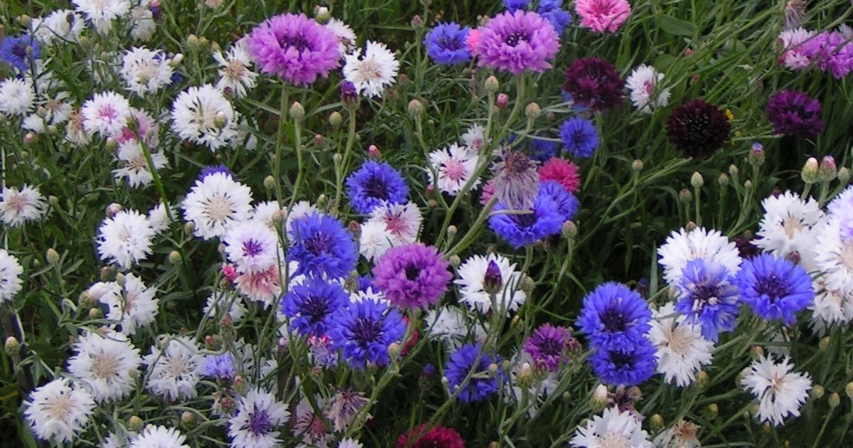 Ruiskaunokki (ruiskukka)