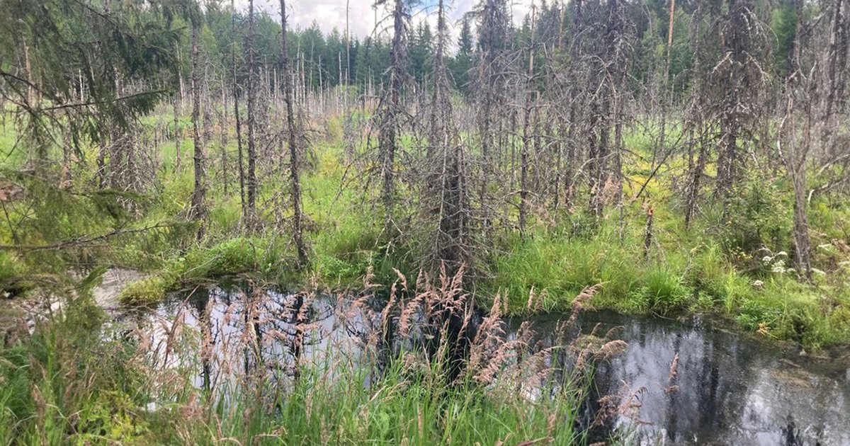 Metsään palanneet majavat rikastuttavat luontoa