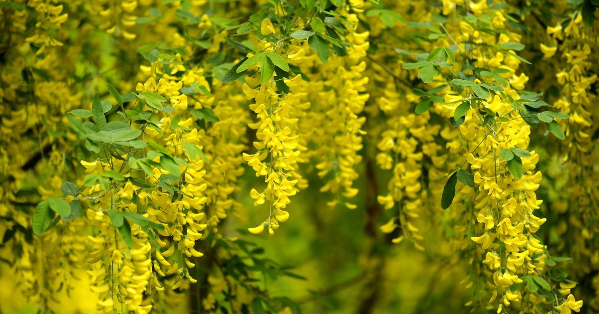 Myrkyllisten kasvien tunnistaminen voi estää vaaratilanteet