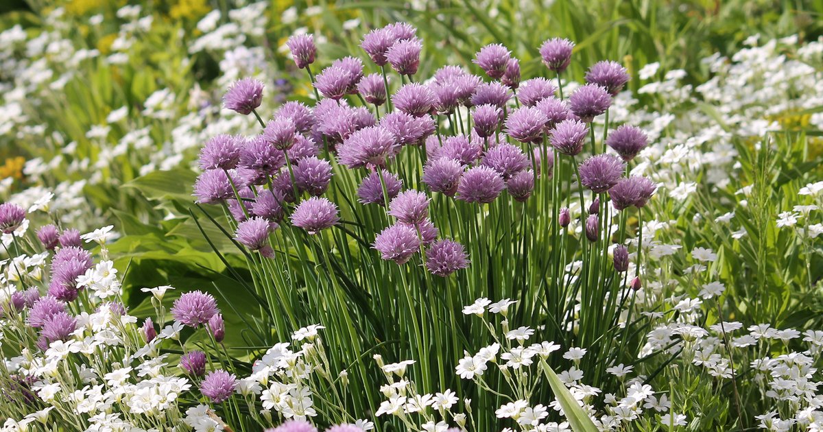 Asiantuntija vastaa: Ruohosipulin lavakasvatus?