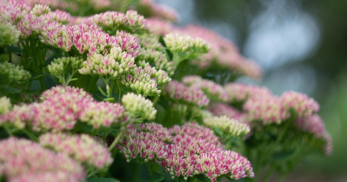 Asiantuntija vastaa: Mikä saa pystykasvuisen maksaruohon kaatumaan?
