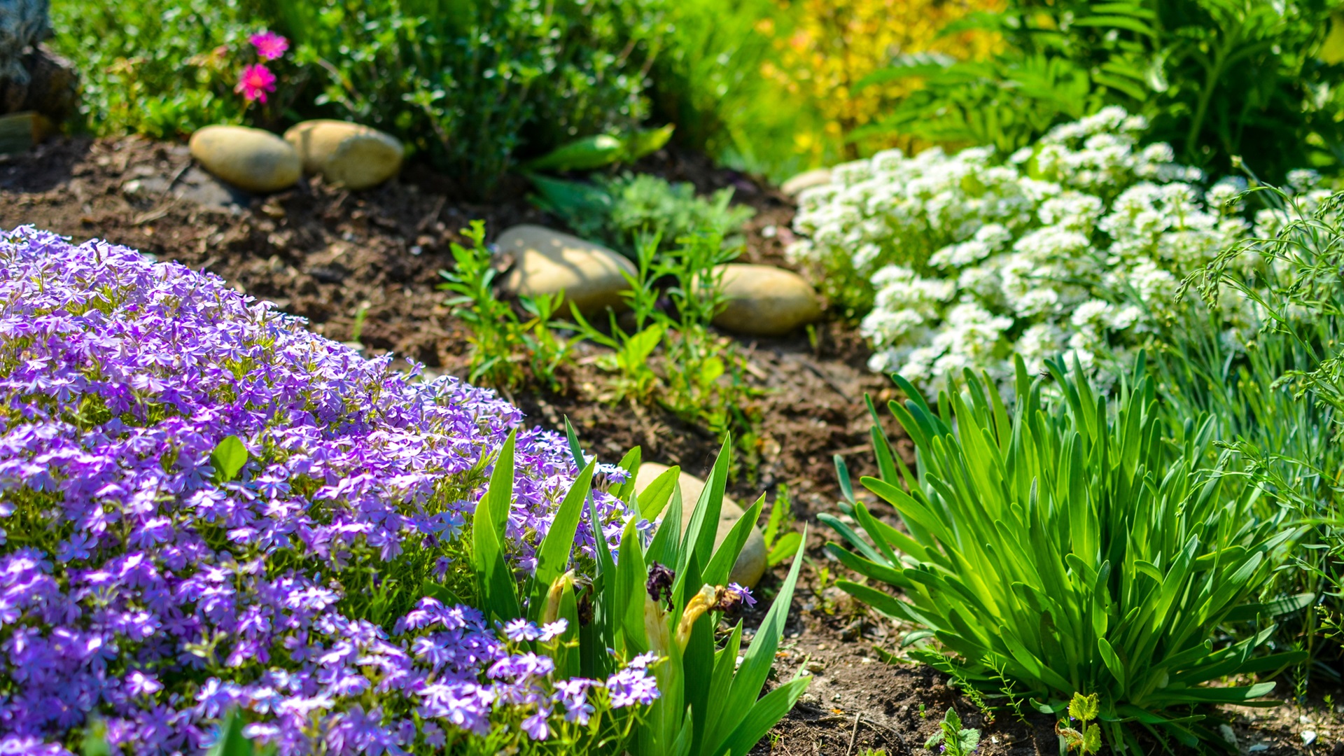 Perennat – puutarhan alikäytetyt moniottelijat